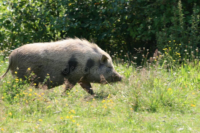 A Wild Boar Run Wild Around Stock Image - Image of hunt, closeup: 30947147