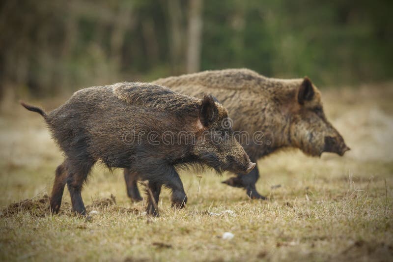 Wild boar running stock photo. Image of cold, winter - 30337752