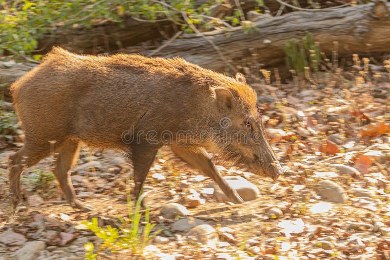 A Wild Boar running stock photo. Image of hunted, hunt - 281401826