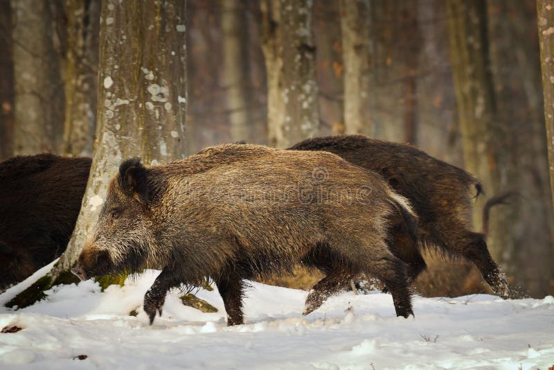 Wild Boar Running in the Forest Stock Image - Image of formidable ...