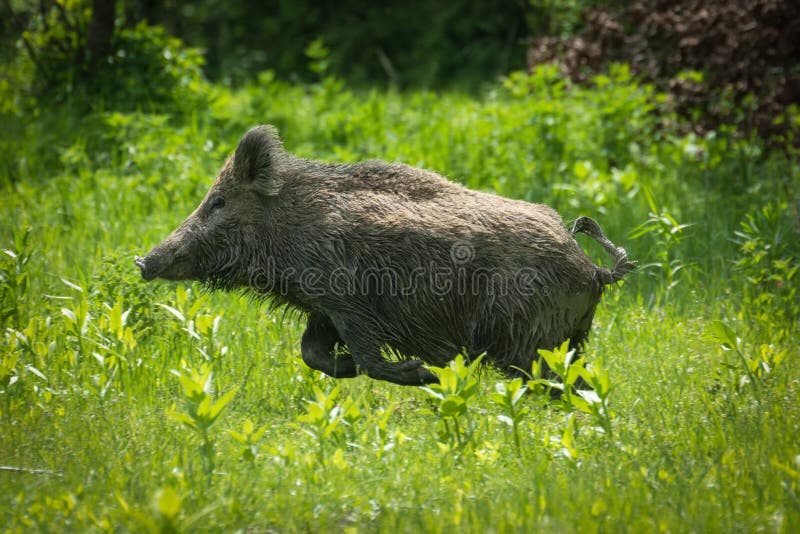 Wild boar stock photo. Image of female, meadow, charge - 54619438
