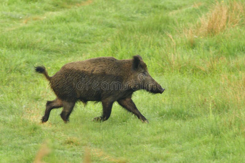 Wild boar running stock photo. Image of head, morning - 92395466