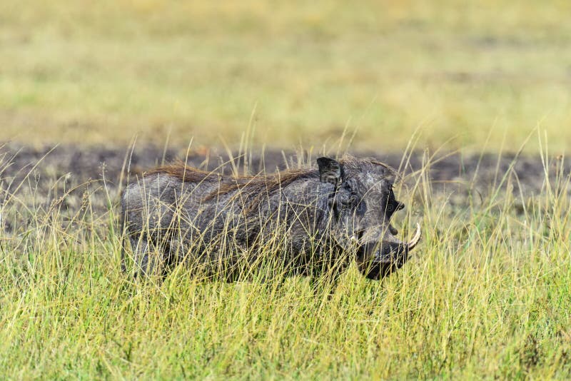 Wild boar in the savannah stock image. Image of safari - 80180433