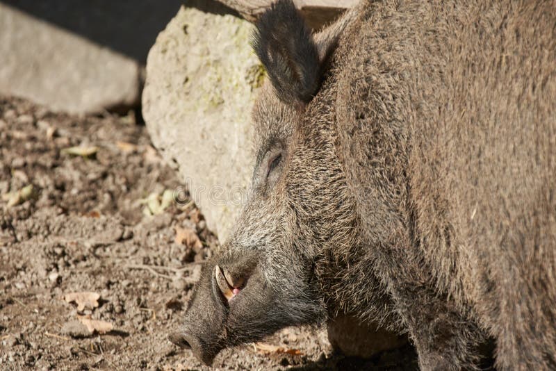 Wild Boar Scratching on Rock. Wild Pig Closeup of Head Stock Image ...