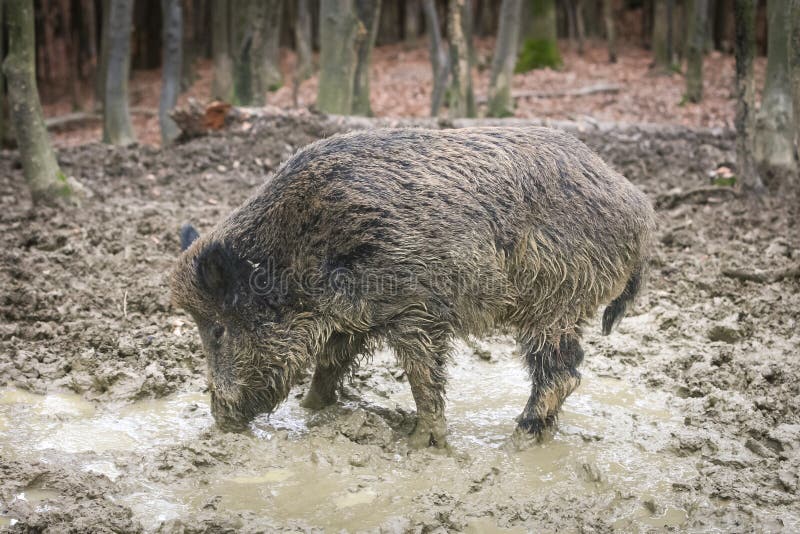 Wild boar stock image. Image of nature, dirty, outdoors - 66724171