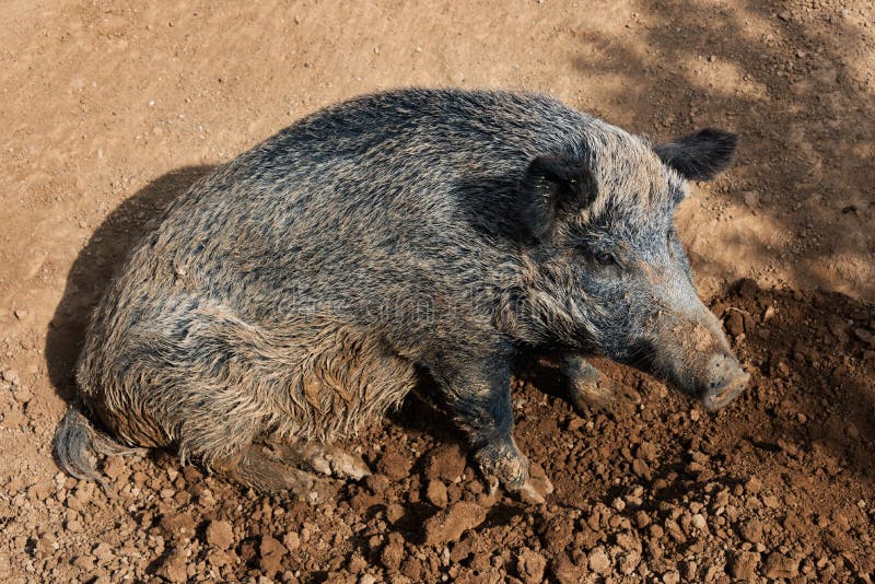 158 Sitting Wild Boar Stock Photos - Free & Royalty-Free Stock Photos ...