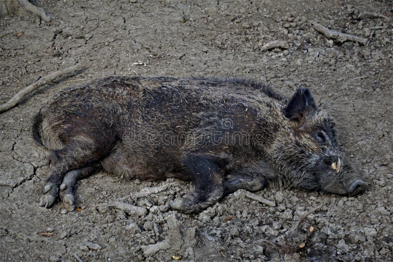 Wild Boar Sleeping in the Forest on the Side Stock Image - Image of ...