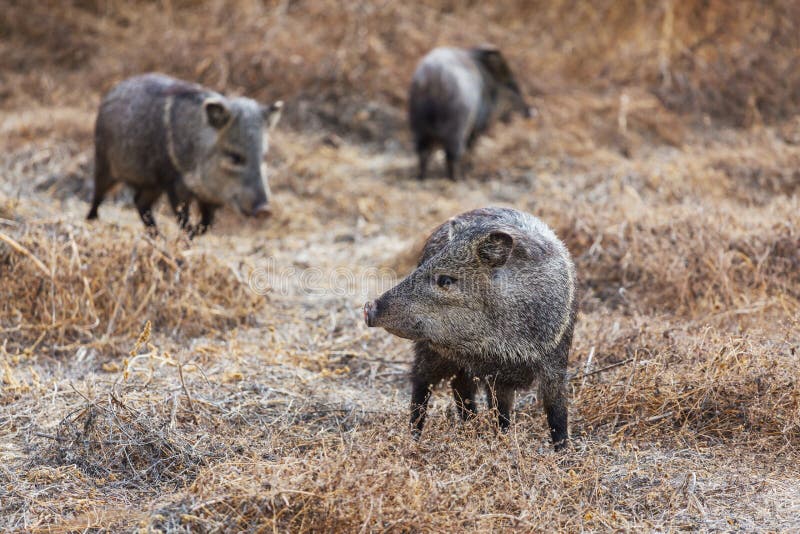 Wild boar stock image. Image of wild, scrofa, mammal - 263198605