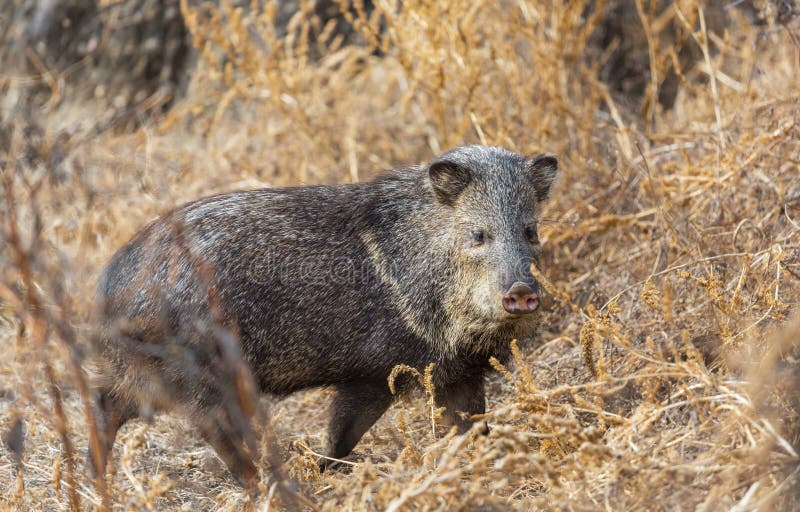 Wild boar stock image. Image of wild, scrofa, mammal - 263198605