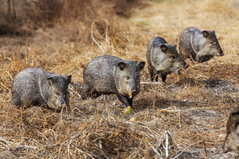 Wild boar stock image. Image of wild, scrofa, mammal - 263198605