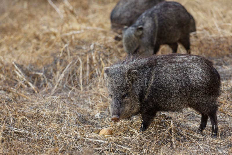 Wild boar stock image. Image of wild, scrofa, mammal - 263198605