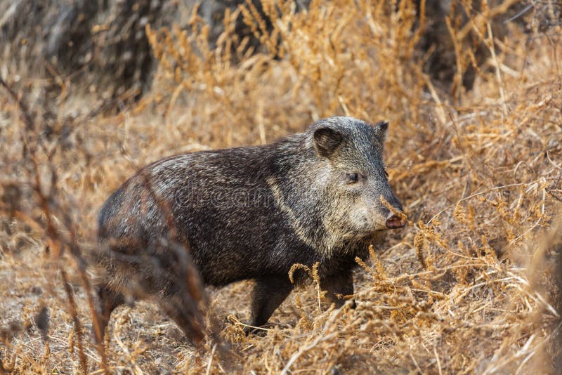 Wild boar stock photo. Image of environment, face, portrait - 262823486