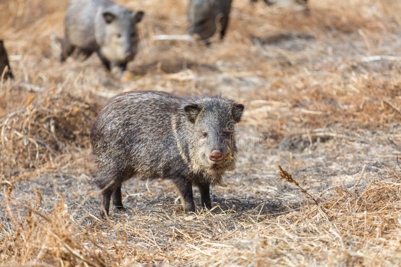 Wild boar stock image. Image of wild, scrofa, mammal - 263198605