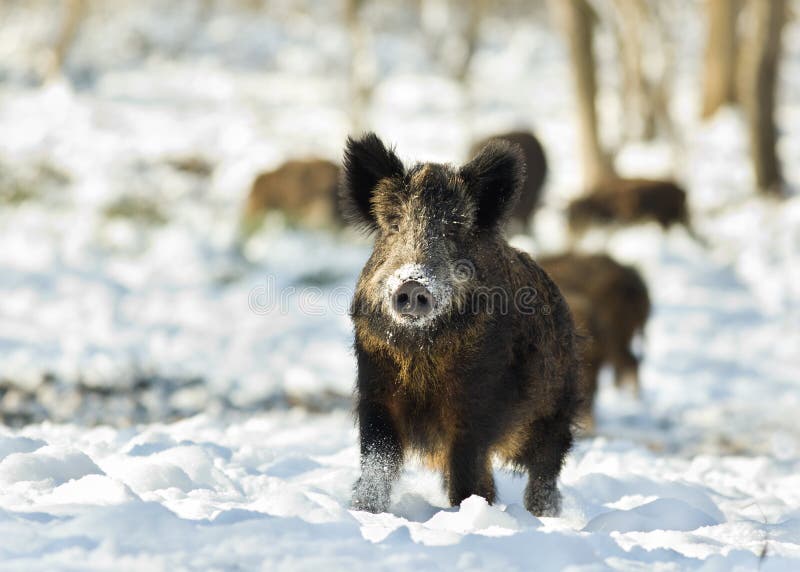 Wild boar on snow stock photo. Image of sniff, snow, beast - 48498198