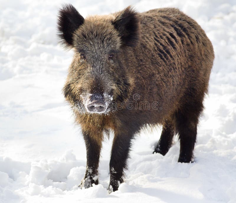 Wild boar on snow stock image. Image of boar, wilderness - 48551195