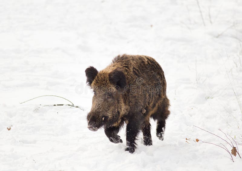 Wild boar on snow stock image. Image of weather, snout - 48551011