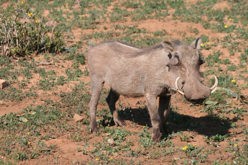 Wild Boar in South Africa stock photo. Image of proud - 60145452