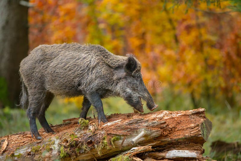 Wild boar sow in fall stock image. Image of animal, charge - 65434705