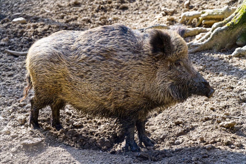 Wild Boar, Wild Boar Standing in a Beautiful Pose, See the Whole Body ...