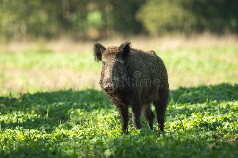 A Wild Boar Standing in a Field Stock Image - Image of poland ...