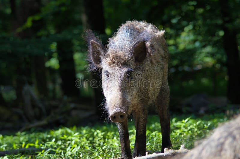 Wild Boar Standing in a Forest Clearing with Sunlight Filtering through ...