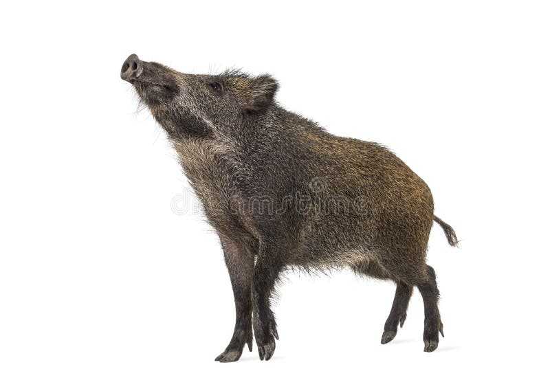 Wild Boar Standing in Front, Isolated Stock Image - Image of shot, view ...