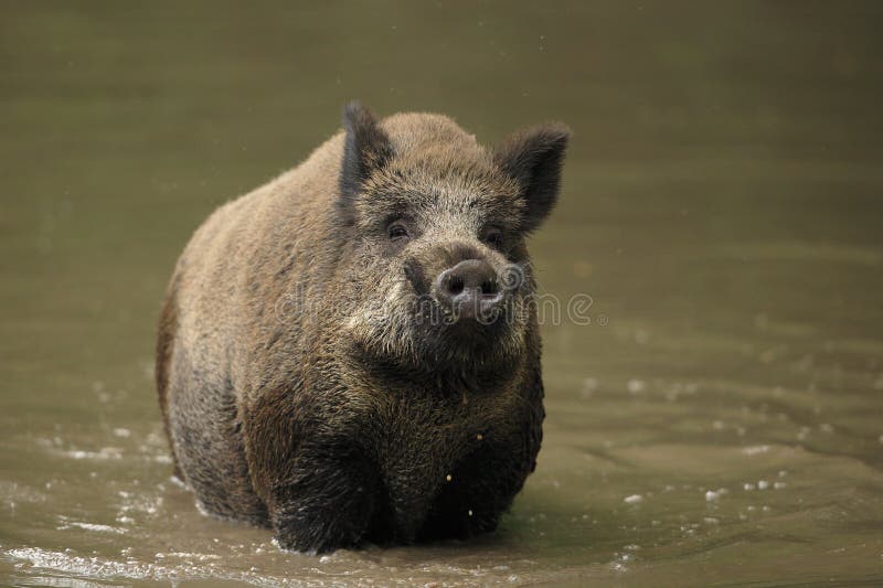 Wild Boar stock photo. Image of scrofa, wild, mammal - 46708626