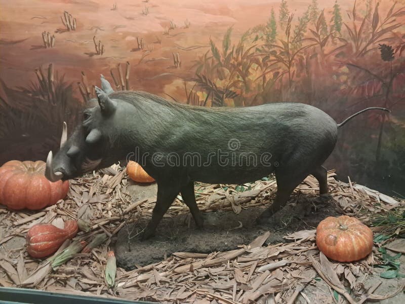 Wild Boar Statue in the Museum Editorial Stock Photo - Image of bovine ...