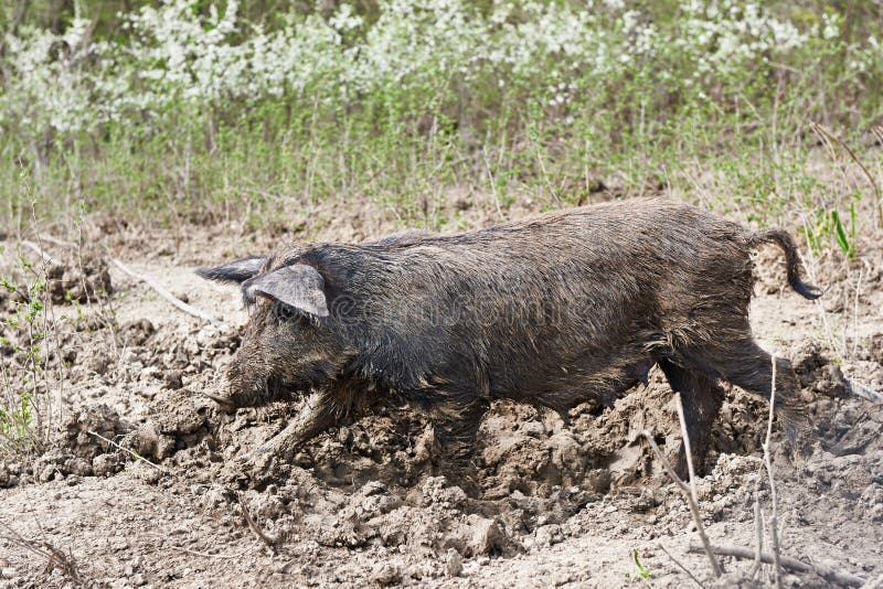 Wild boar stock photo. Image of outside, black, ground - 70253496