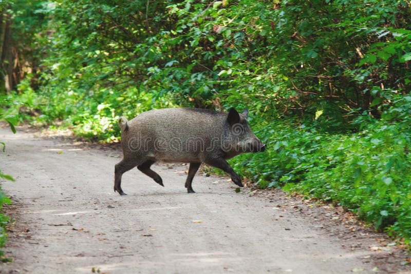 Wild Boar in a Summer Forest Stock Image - Image of green, hides: 49579513