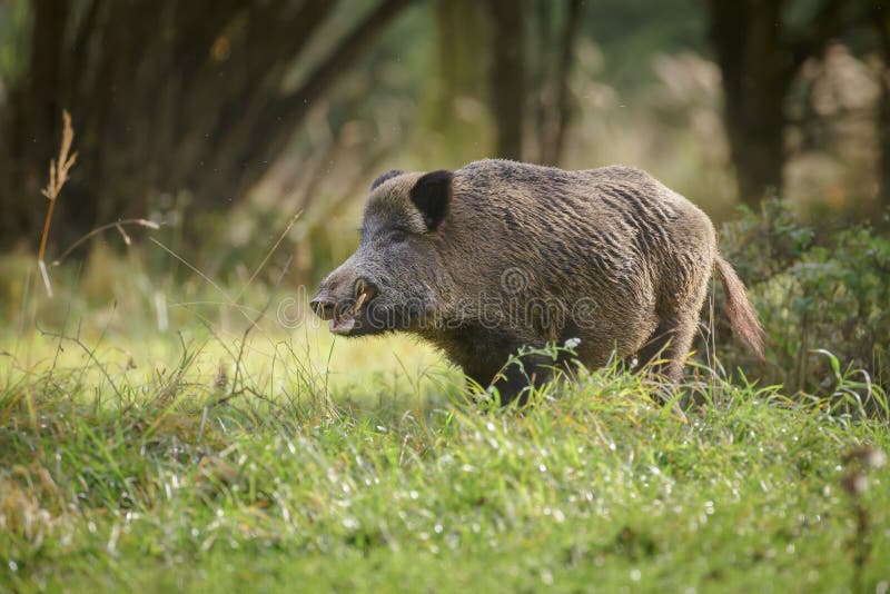 Wild boar in summer meadow stock image. Image of hardy - 49621527