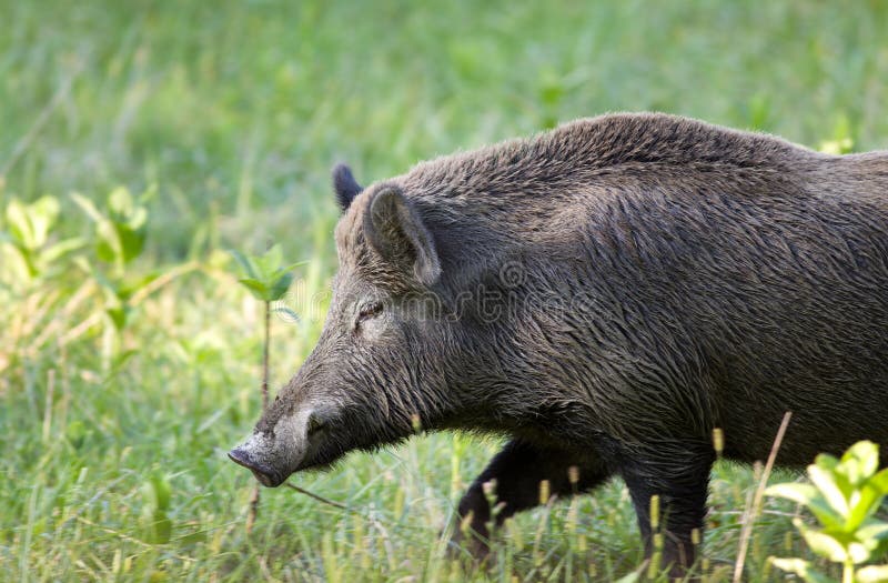 Wild boar (sus) stock photo. Image of wild, black, camera - 43715140