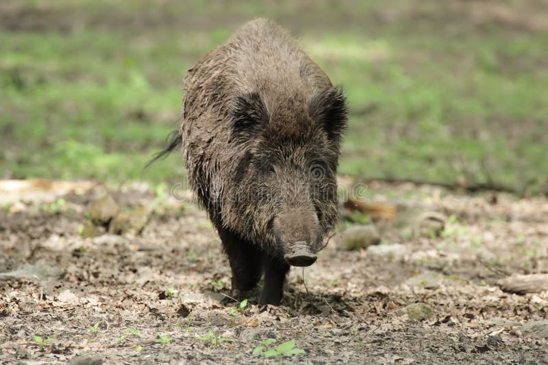Three wild pigs stock photo. Image of animal, adventure - 10125484