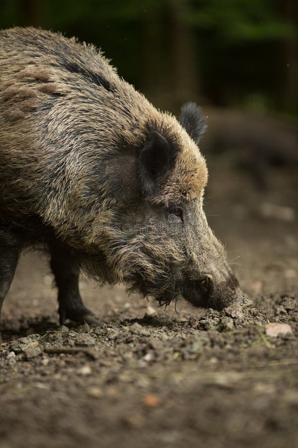 Wild boar (Sus scrofa) stock image. Image of boar, attack - 38447965
