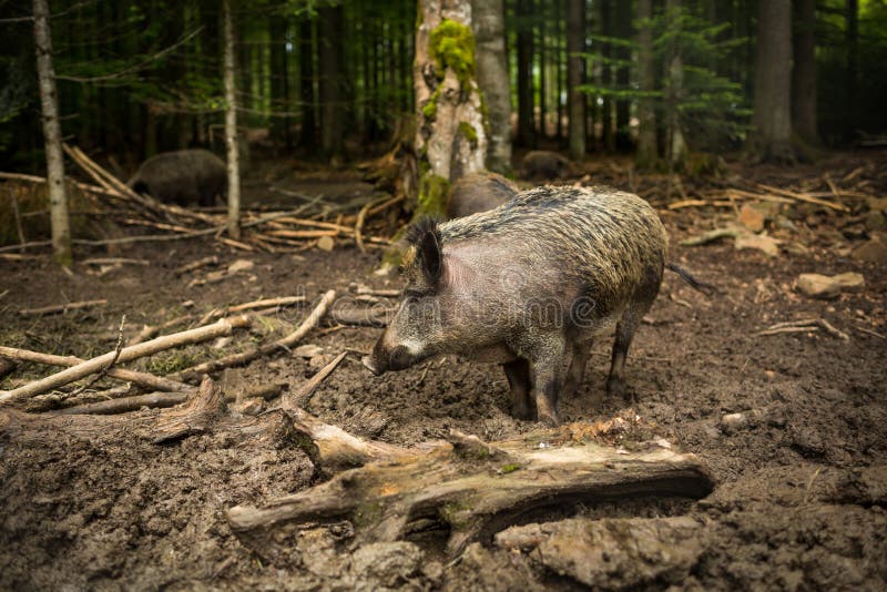 Wild boar (Sus scrofa) stock image. Image of boar, frozen - 38447987