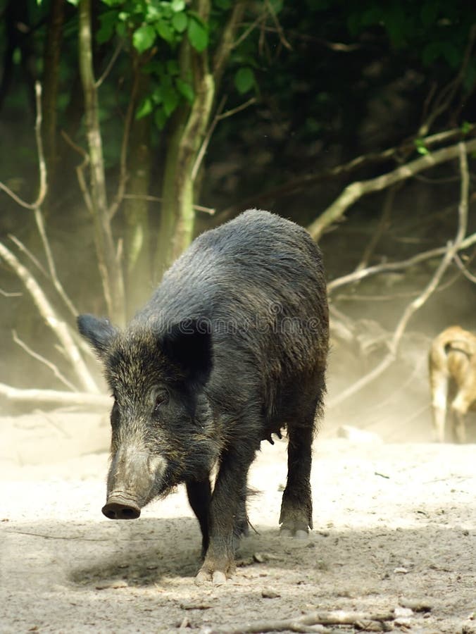 Wild Boar ( Sus scrofa ) stock photo. Image of close, portrait - 4247852