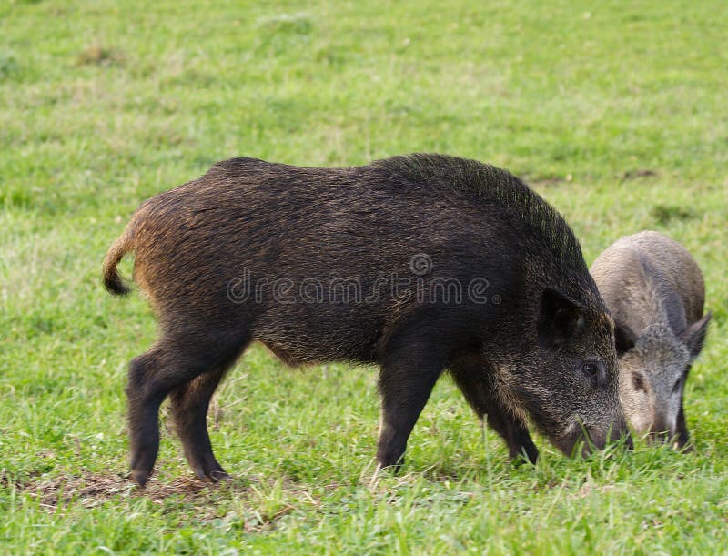 Wild Boar ( Sus scrofa ) stock photo. Image of close, portrait - 4247852