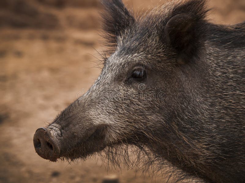 Wild Boar stock photo. Image of forage, boar, ears, swine - 76984604