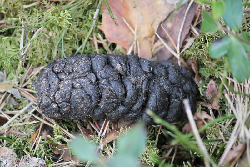 Wild Boar Sus Scrofa Droppings in Forest Stock Photo - Image of swine ...