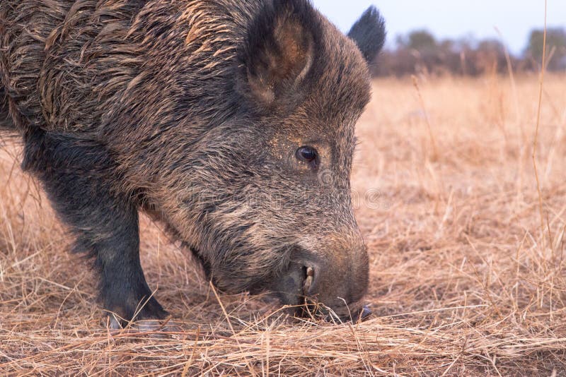 Wild boar Sus scrofa stock photo. Image of male, antler - 136272426