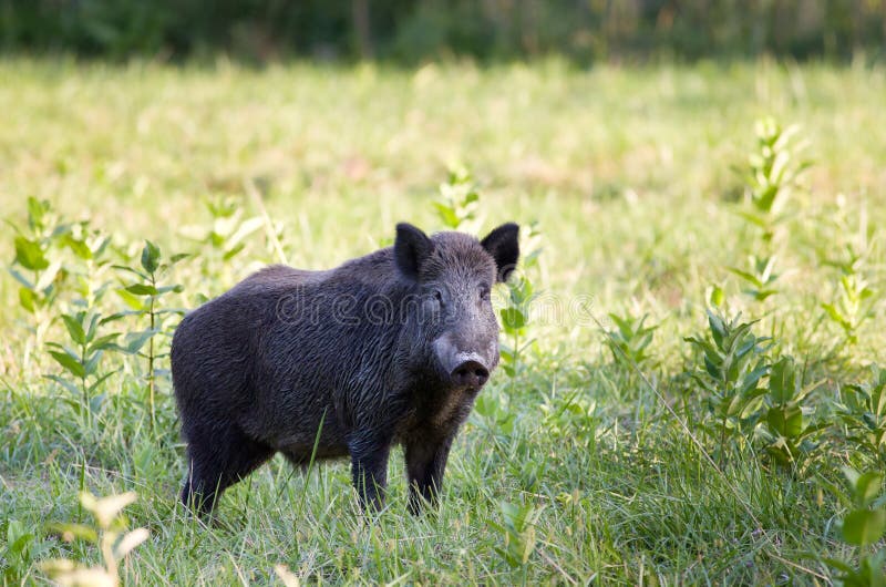 Wild Boar or Wild Hog (Sus Scrofa) Stock Image - Image of ears, boar ...