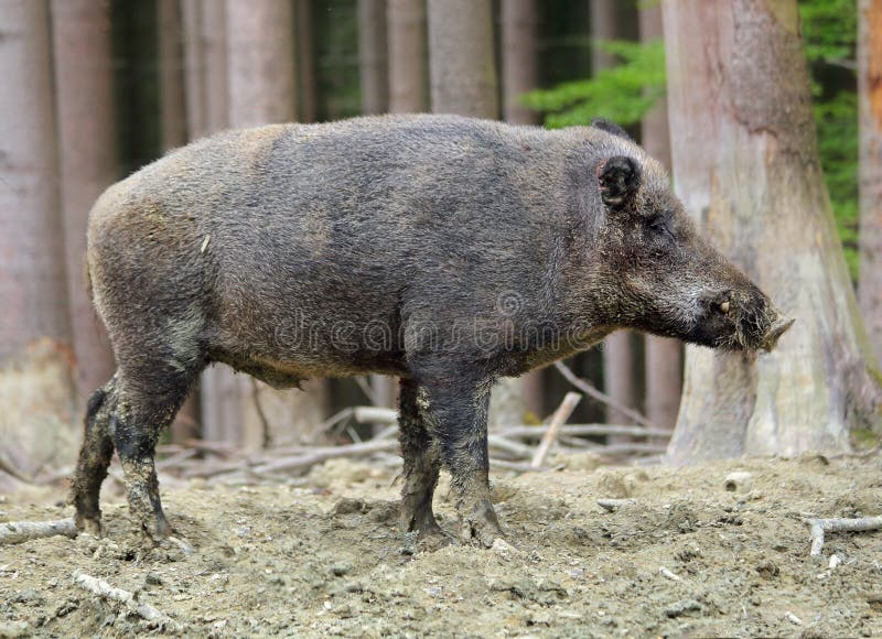 Wild Boar, Sus Scrofa in Forest Stock Photo - Image of outdoor, lonely ...