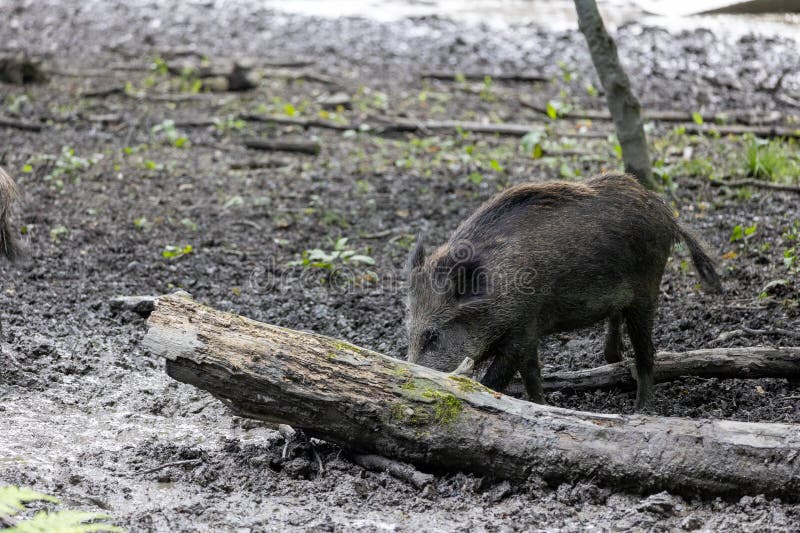 Wild Boar (Sus Scrofa) in the Forest Stock Photo - Image of fauna ...
