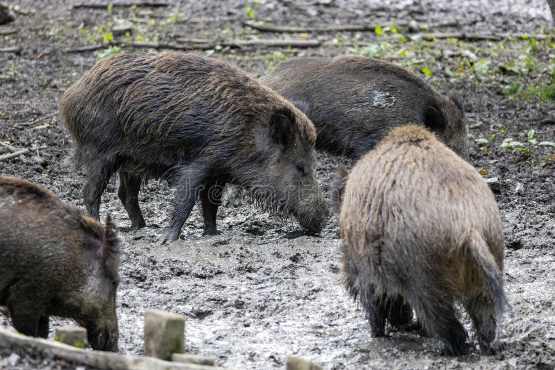 Wild Boar (Sus Scrofa) in the Forest Stock Image - Image of europe ...