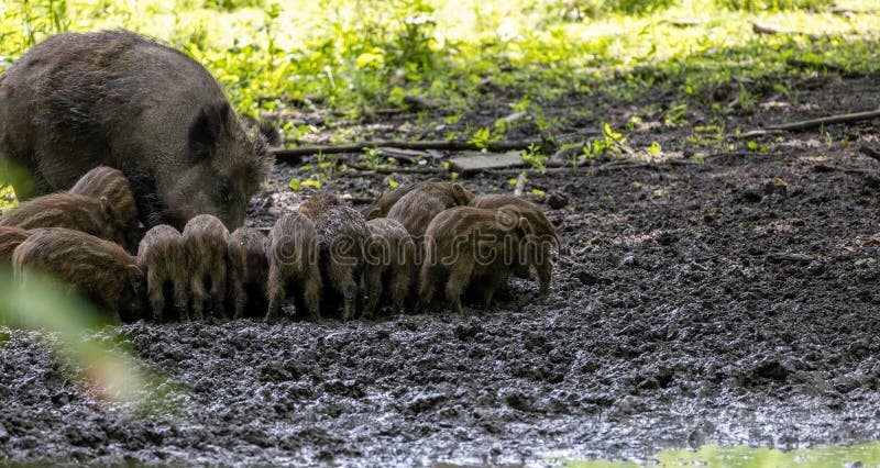Wild Boar (Sus Scrofa) in the Forest Stock Image - Image of creature ...