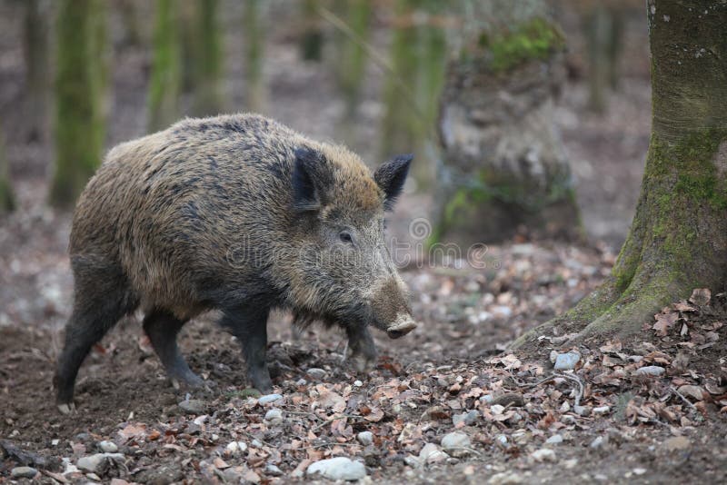 Wild Boar in the Forest. Germany Stock Image - Image of mammal, nature ...