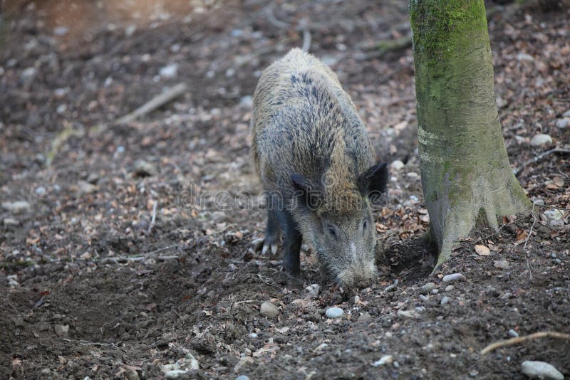 Wild Boar in the Forest. Germany Stock Image - Image of forest, germany ...