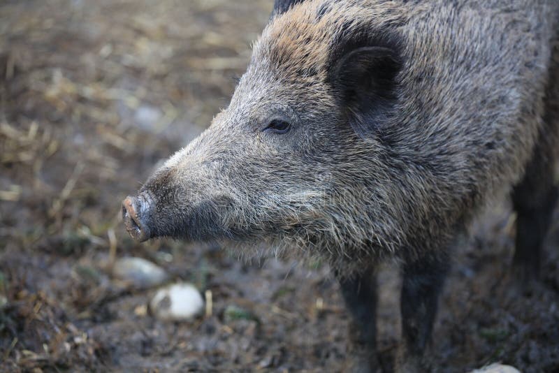 Wild Boar in the Forest. Germany Stock Image - Image of danger, hunting ...