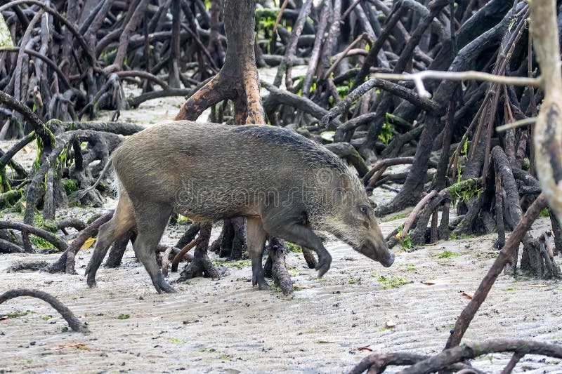 Wild Boar, Sus Scrofa, in a Mangrove Forest Stock Photo - Image of ...