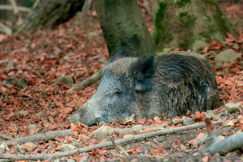 Wild Boar (sus Scrofa) Resting in the Forest Stock Photo - Image of ...